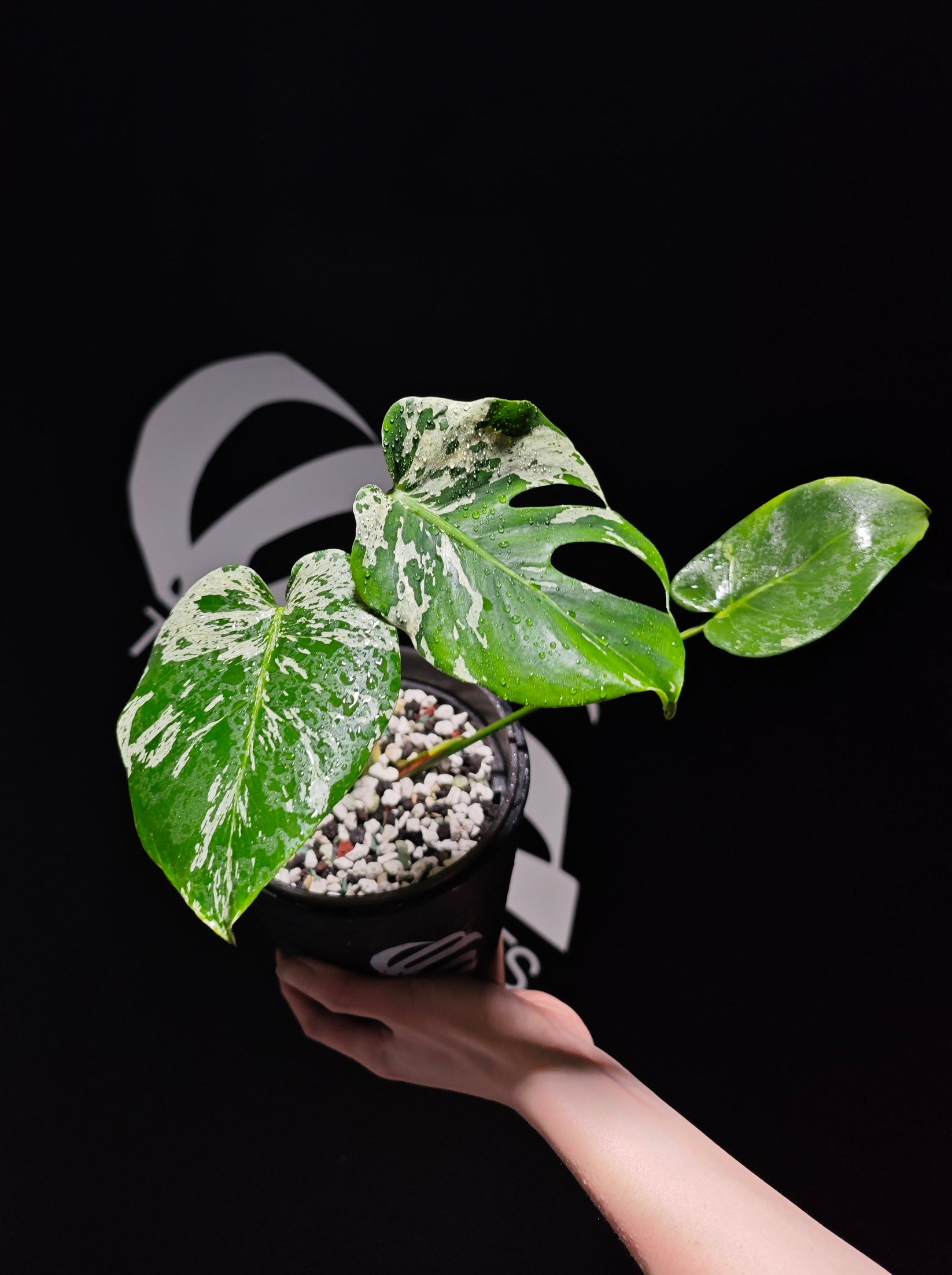 Monstera Deliciosa Bulbasaur - thebasements.com