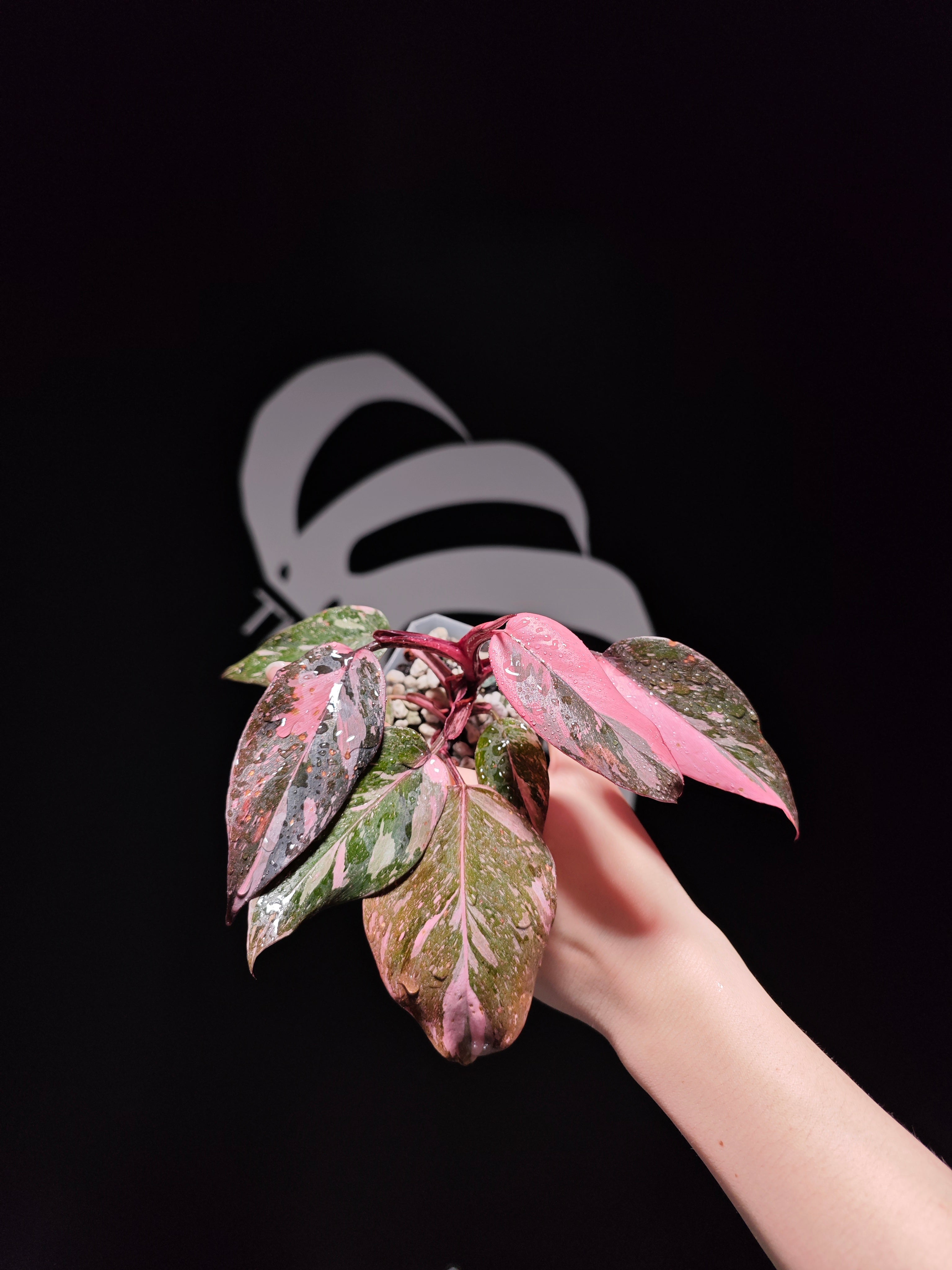 Philodendron Pink Princess Galaxy – thebasements.com