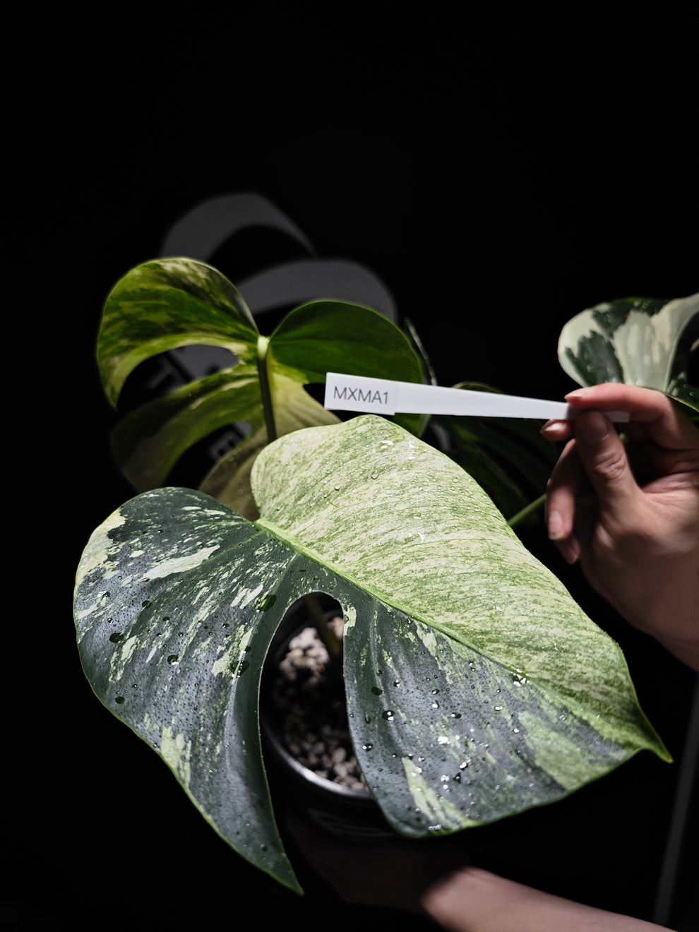 Monstera Mint Noid – thebasements.com