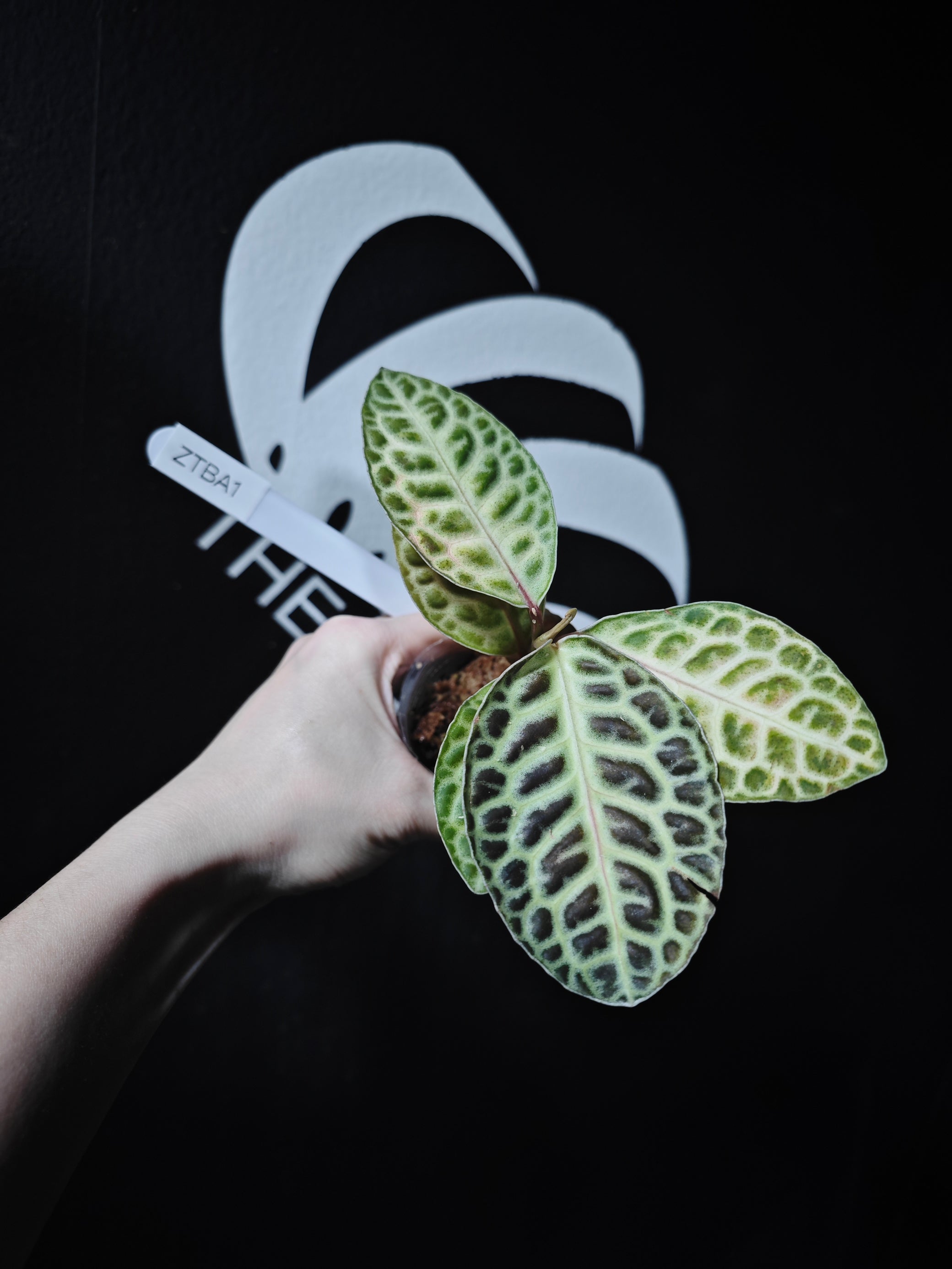 Ardisia "Turtle Back" - thebasements.com