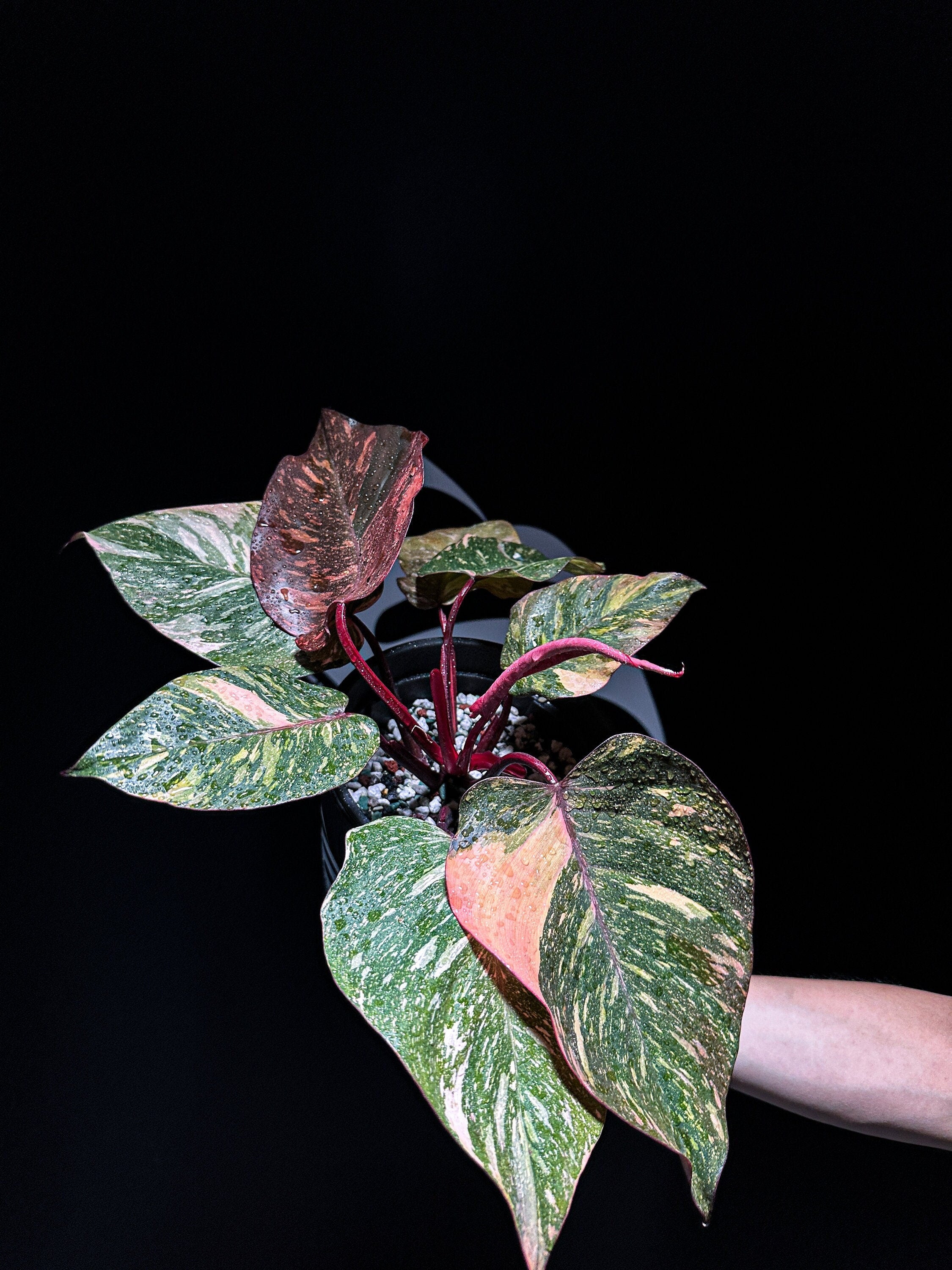 Philodendron Orange Princess Marble – thebasements.com