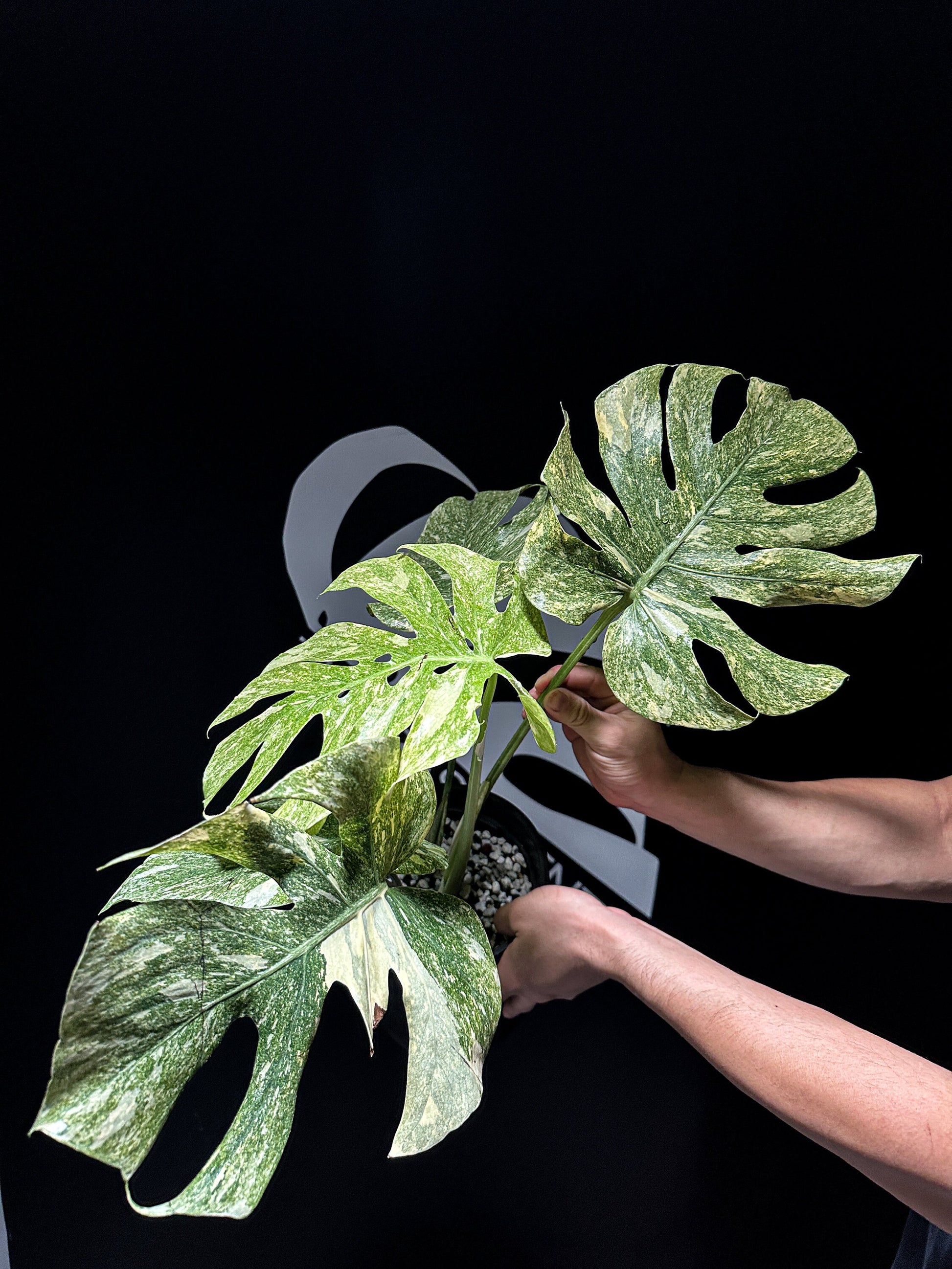 Monstera Thai Constellation Green Snow – thebasements.com