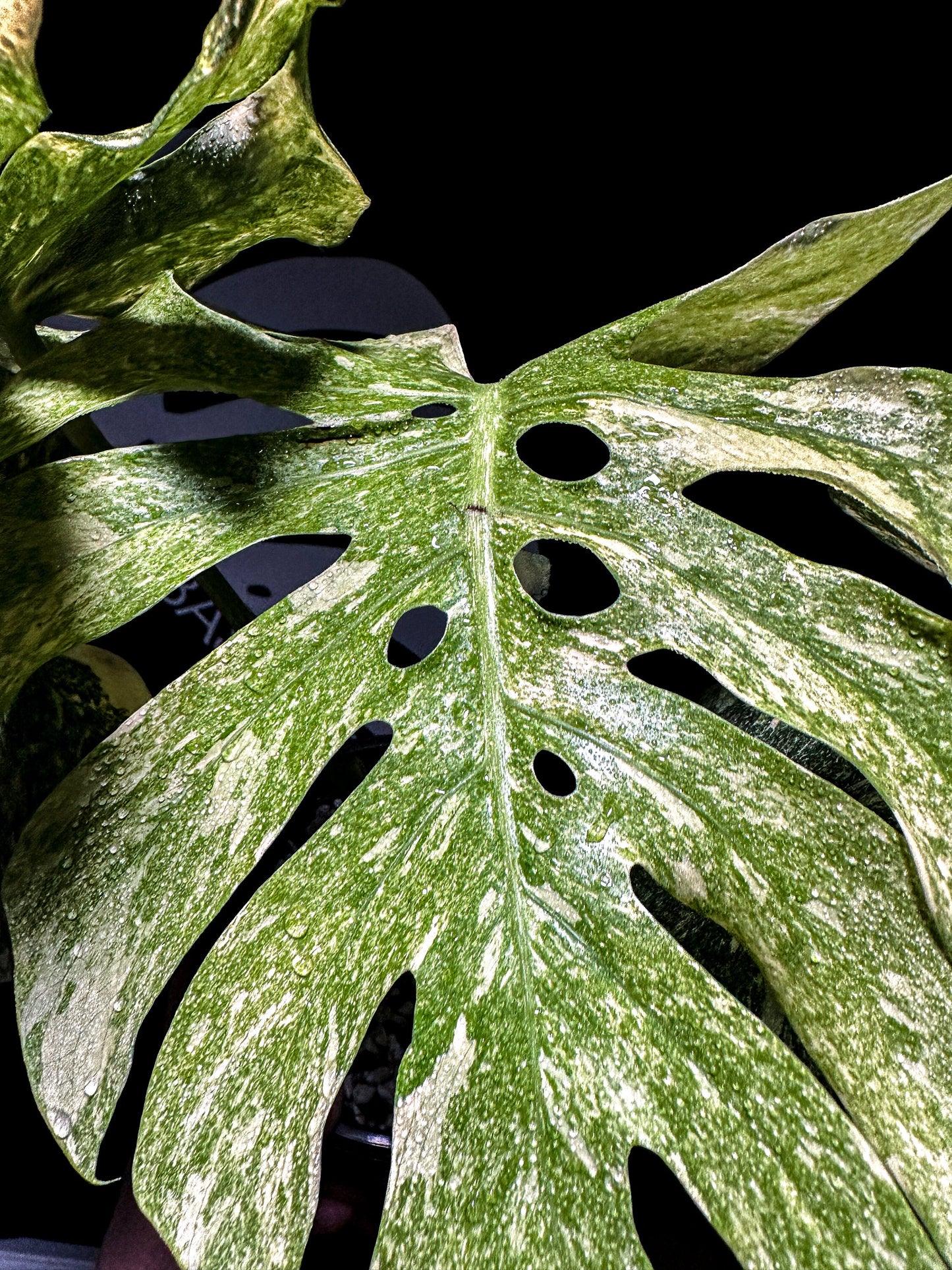 Monstera Thai Constellation Green Snow – thebasements.com