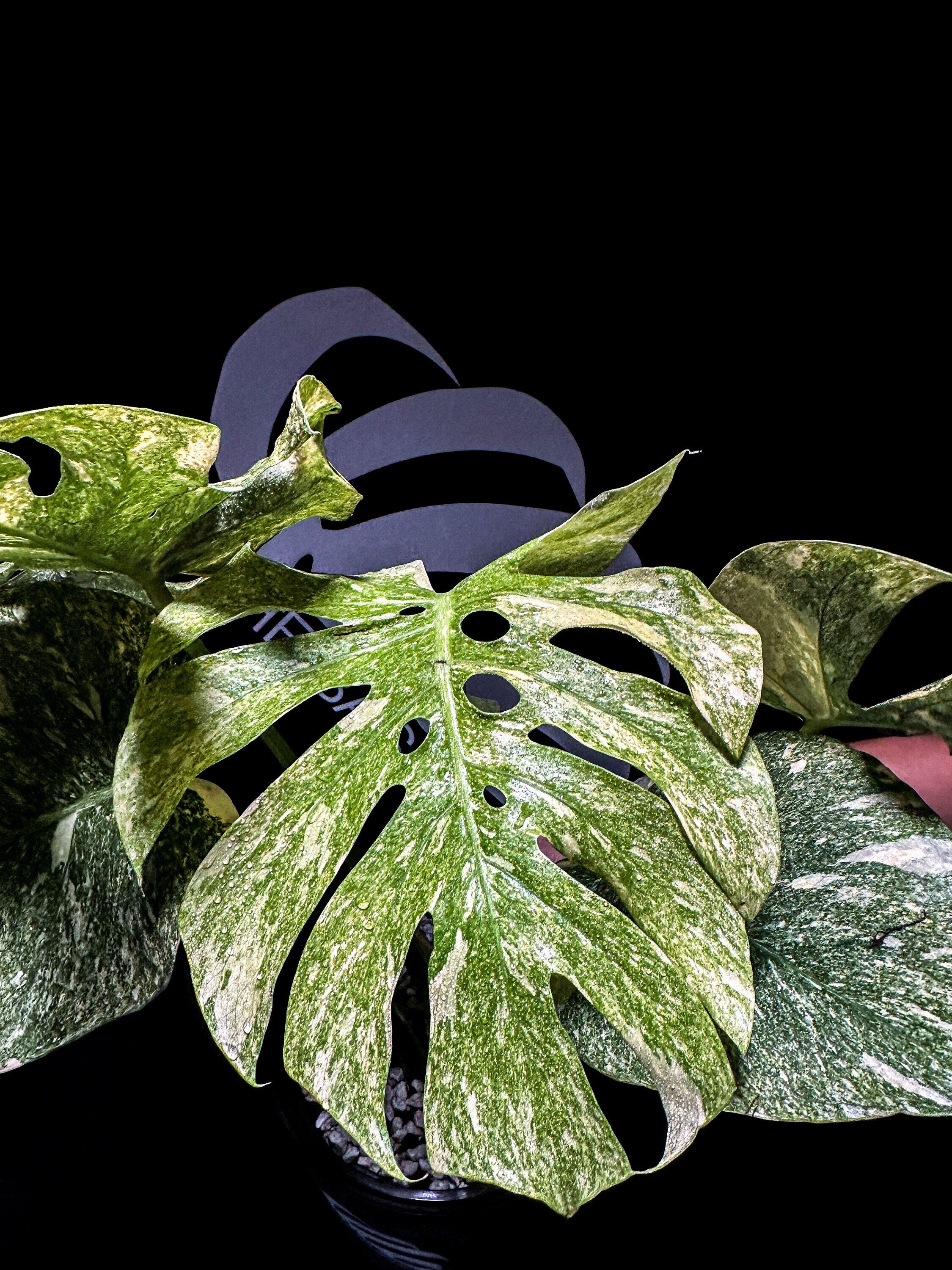 Monstera Thai Constellation Green Snow – thebasements.com